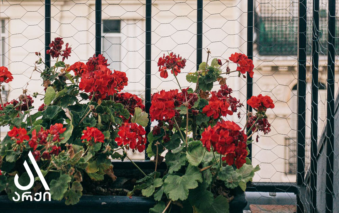 5 შემოდგომის მცენარე, რომელიც თქვენს აივანს ულამაზეს ადგილად გადააქცევს ...